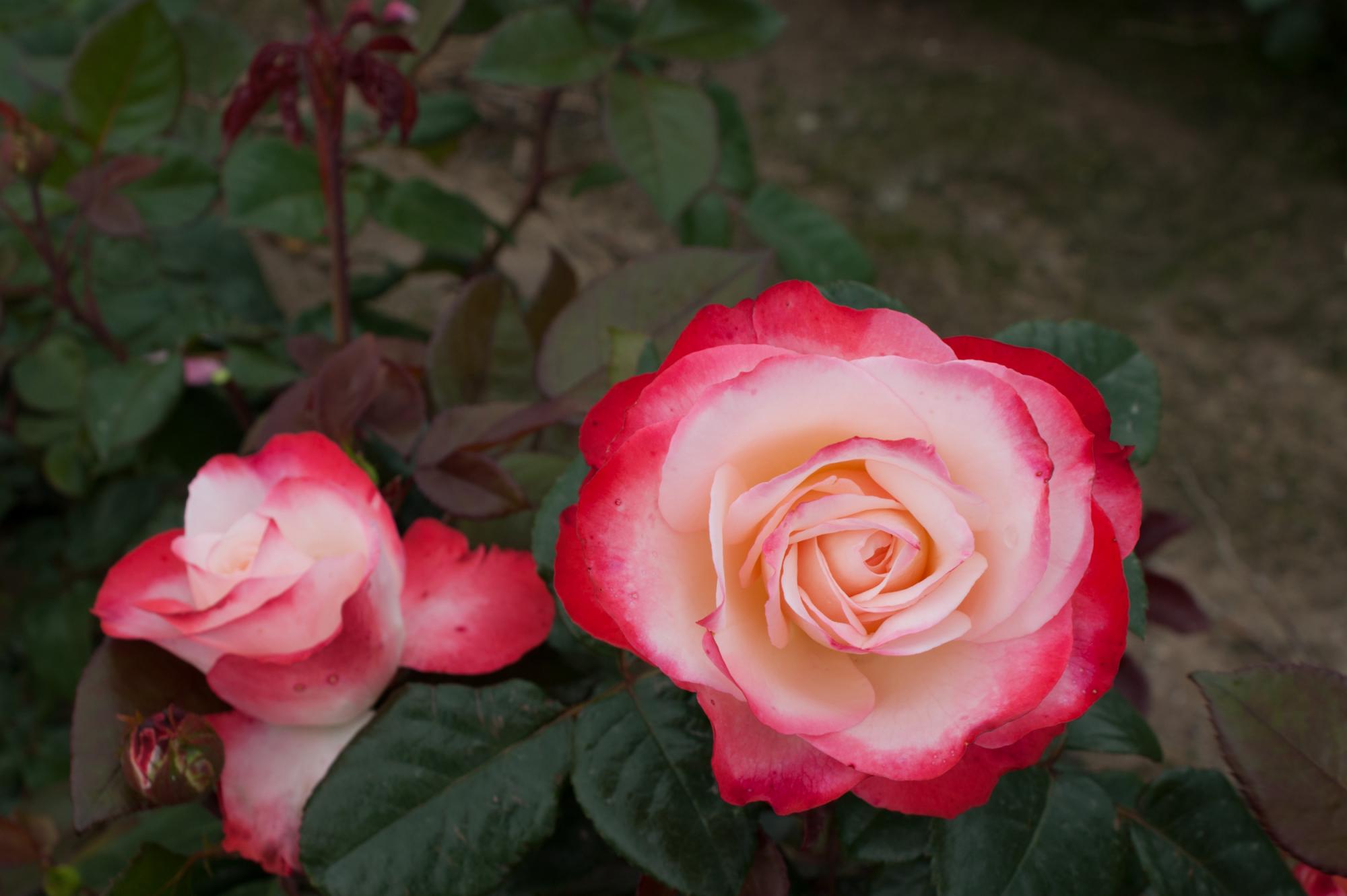 Rosa Nostalgie® TANeigat Stam 100-120